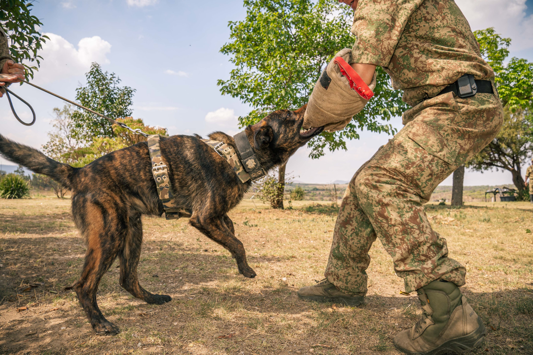 Dog Collars for Strong Breeds | Built to Last – Rogue Royalty
