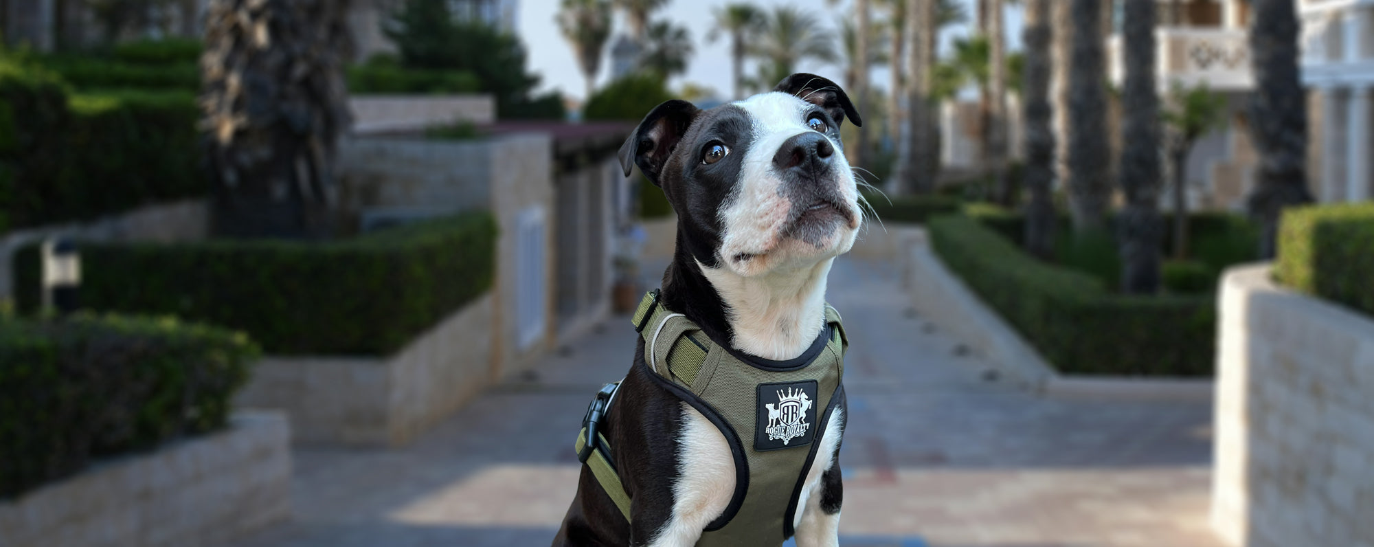 Perfect Fit Puppy Harness | Comfort & Control for Your Pup – Rogue Royalty