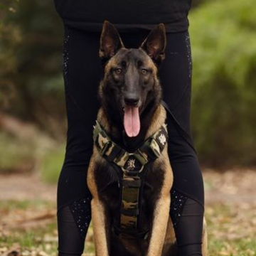 Leather Dog Leash - "Queen of Hearts" – Rogue Royalty