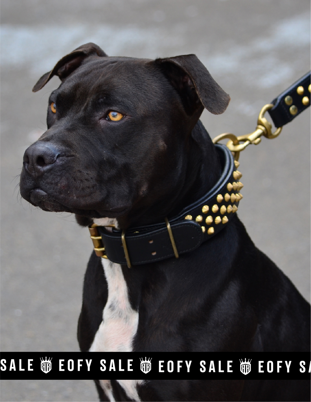 Leather Dog Collars, Harnesses & Accessories | Rogue Royalty