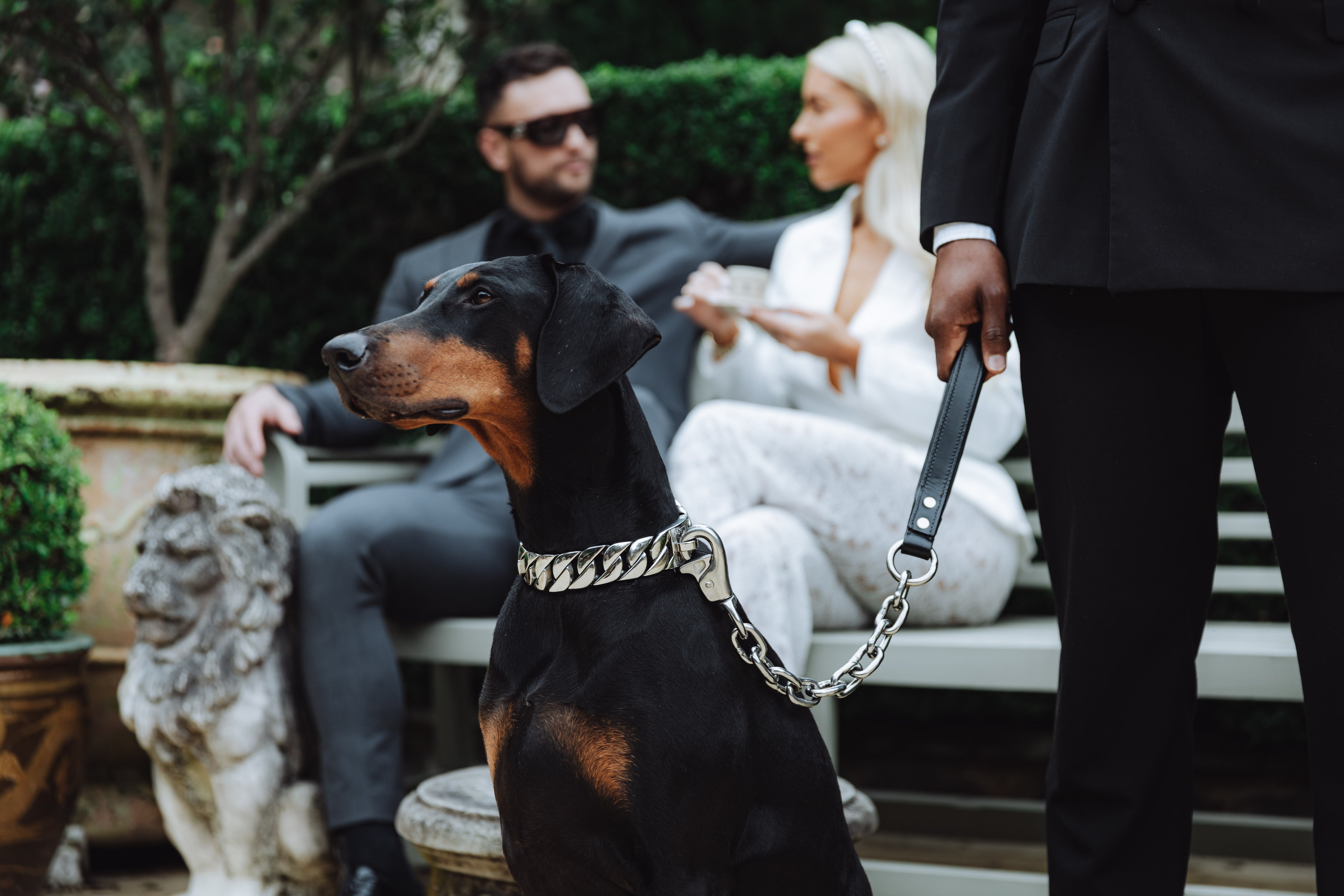 Leather Dog Collars, Harnesses & Accessories | Rogue Royalty