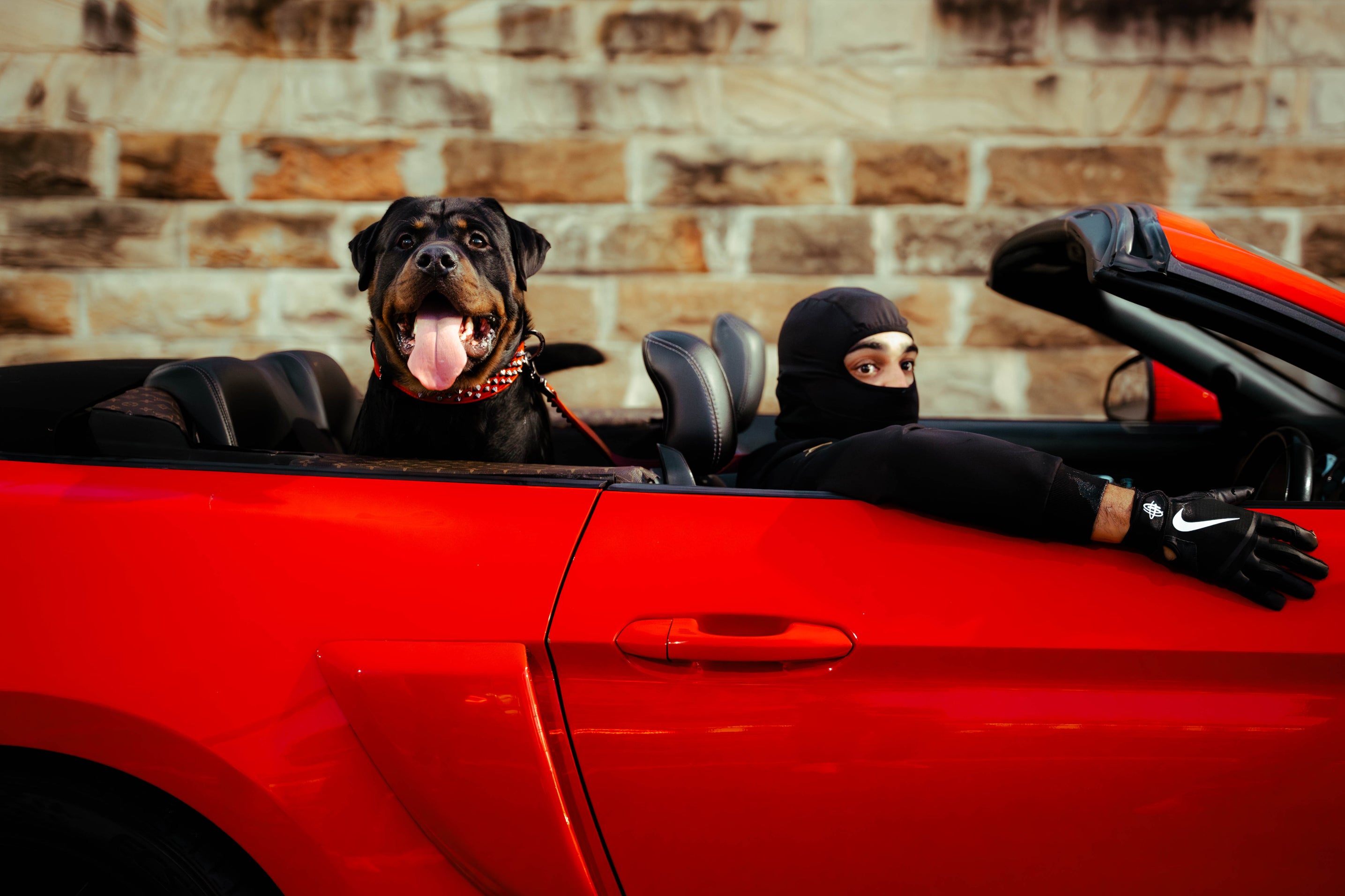 Imperial Dusky Pink leather dog collar – Rogue Royalty