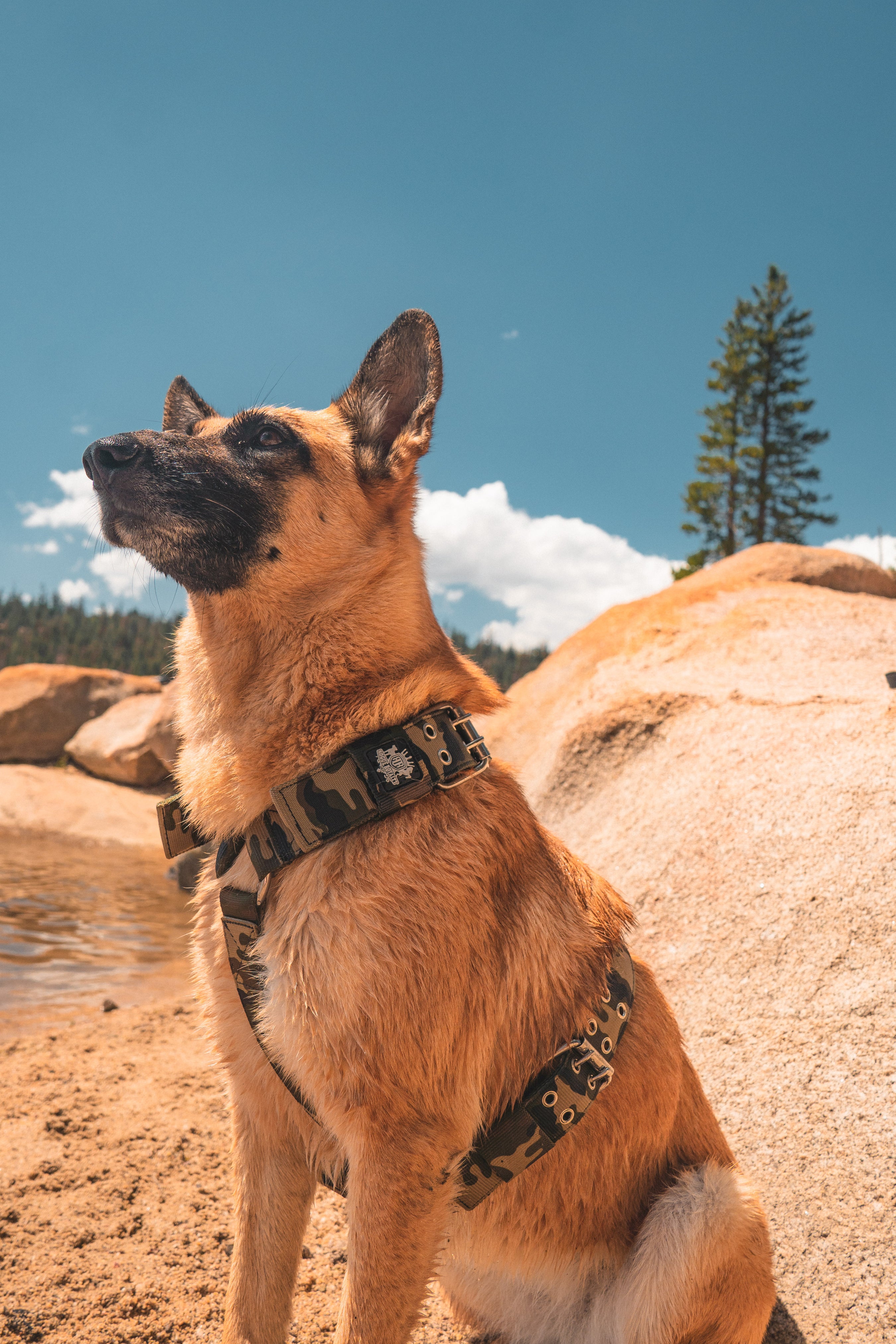 Find the Perfect Fit | Dog Collars & Accessories Size Guide – Rogue Royalty