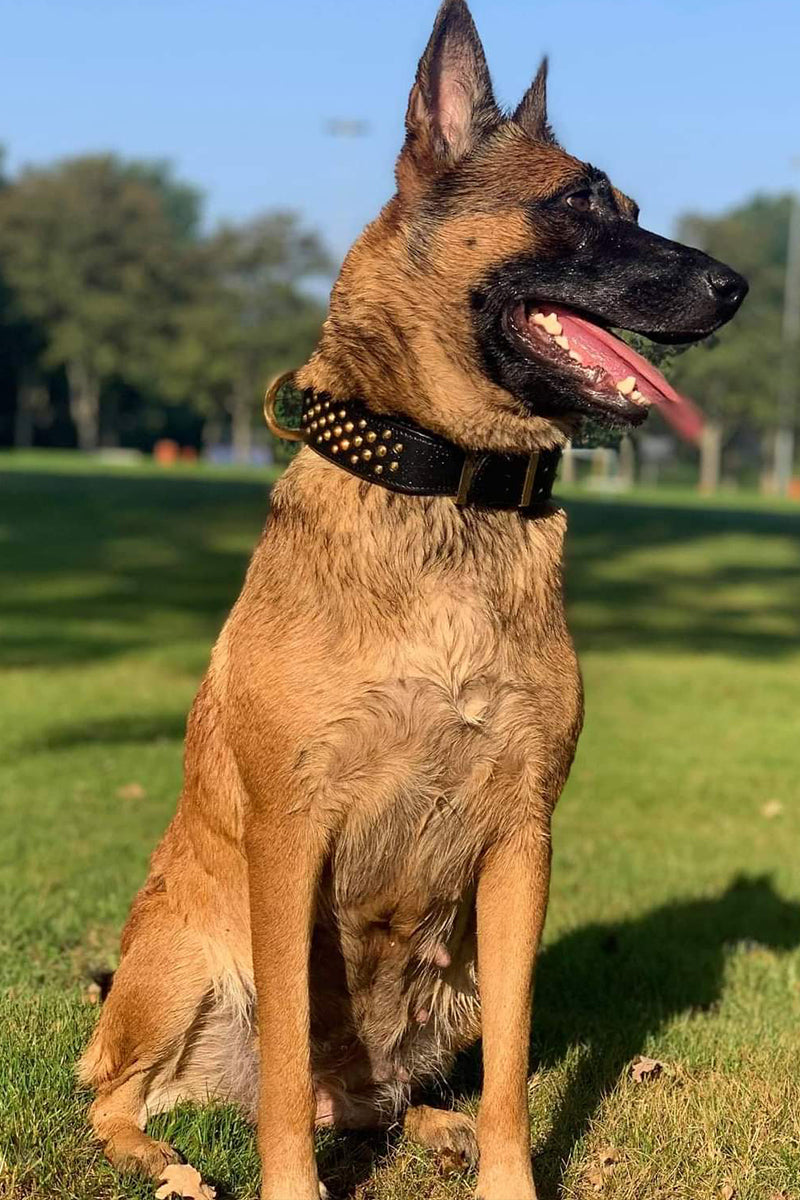 The Ultimate Dog Collar Collection