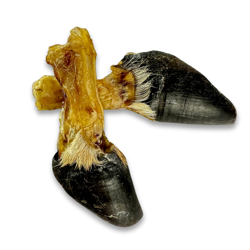 Australian Made Natural Treats Deer Hoof for Dogs & puppies. – Rogue ...