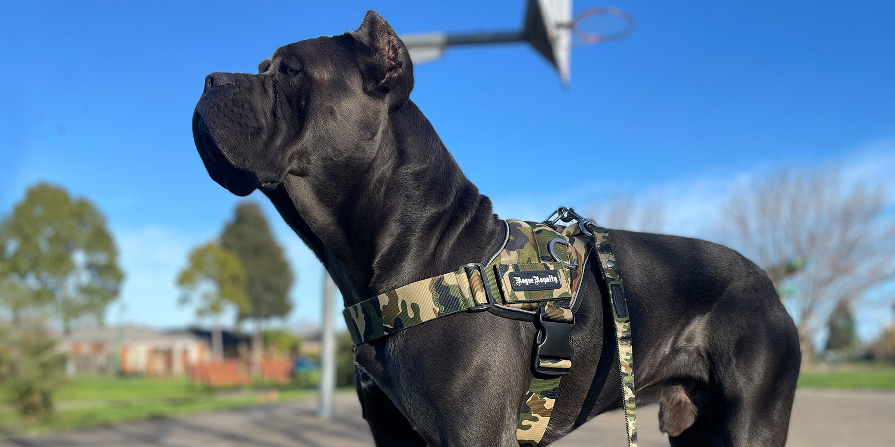 Rogue Royalty - Strong Dog Collars, Dog Harnesses, Dog Leads & Access