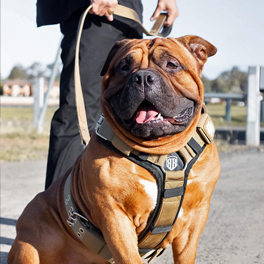 Rogue Royalty - Strong Dog Collars, Dog Harnesses, Dog Leads & Access