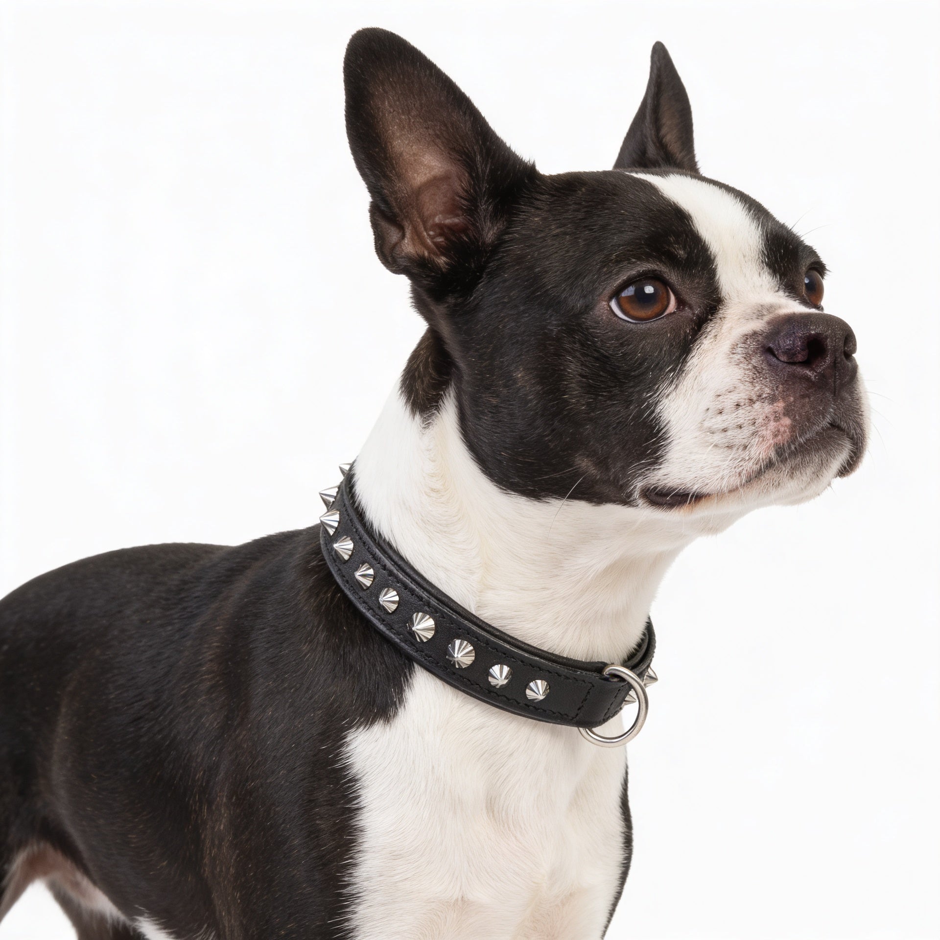Blue Leather Dog Collar - Imperial Black & Chrome (Slim Fit) – Rogue ...