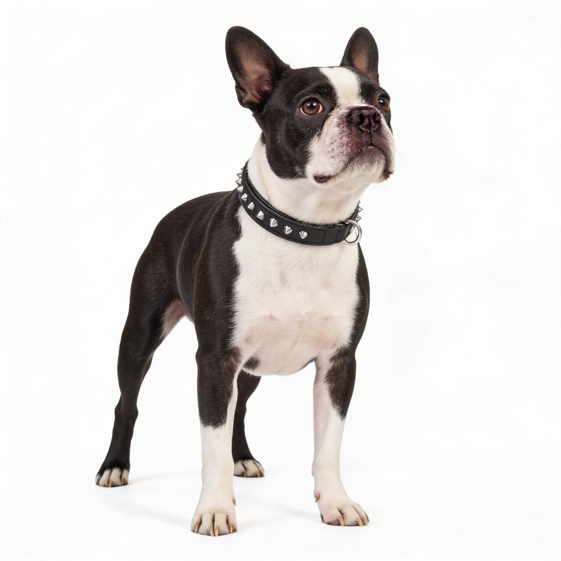 Blue Leather Dog Collar - Imperial Black & Chrome (Slim Fit) – Rogue ...