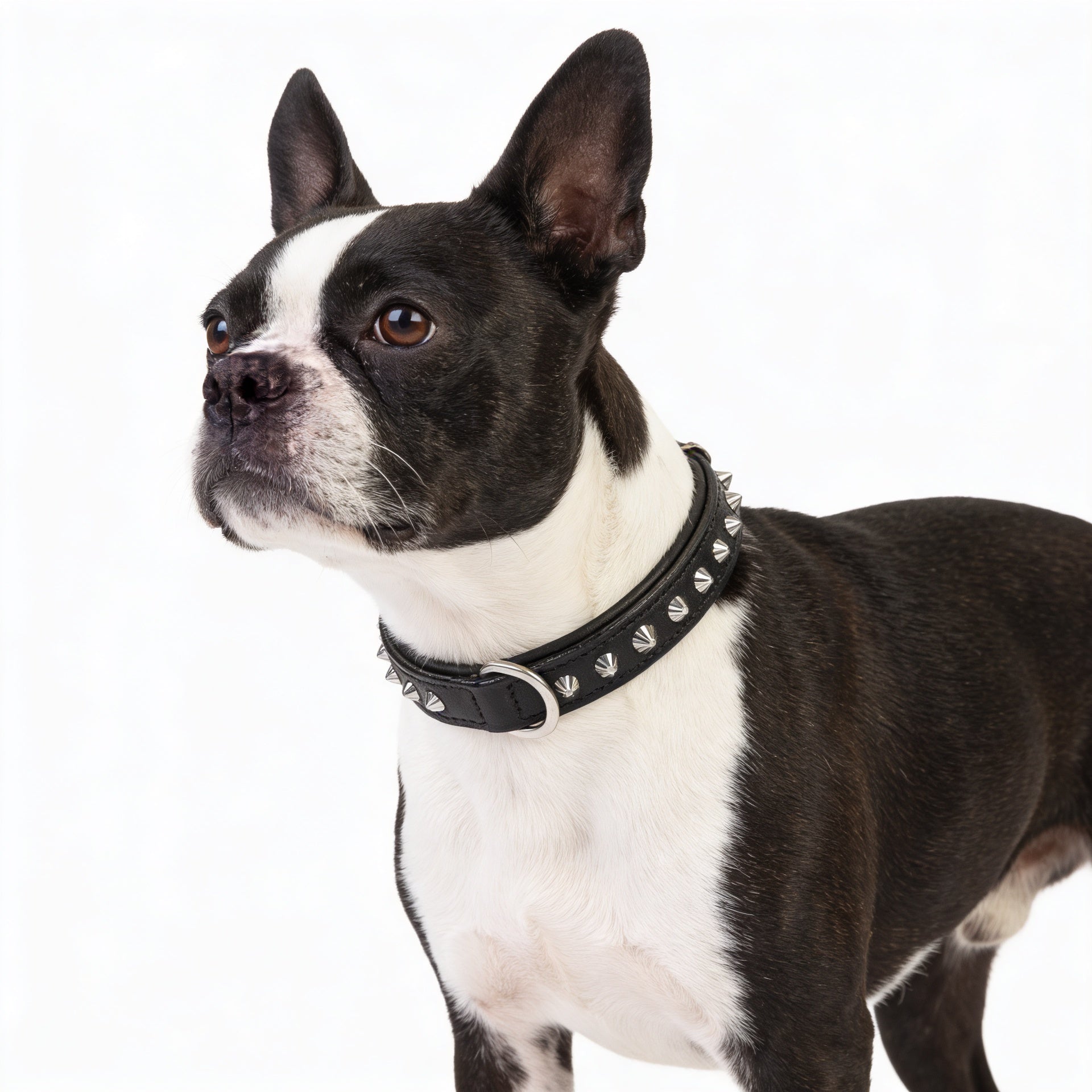 Blue Leather Dog Collar - Imperial Black & Chrome (Slim Fit) – Rogue ...