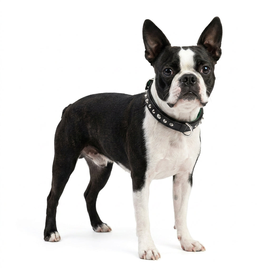 Blue Leather Dog Collar - Imperial Black & Chrome (Slim Fit) – Rogue ...