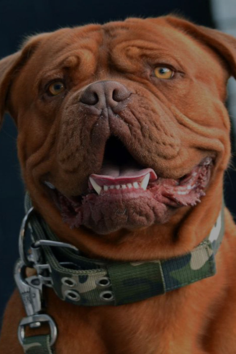 SupaTuff® Heavy Duty Strong Dog Collar