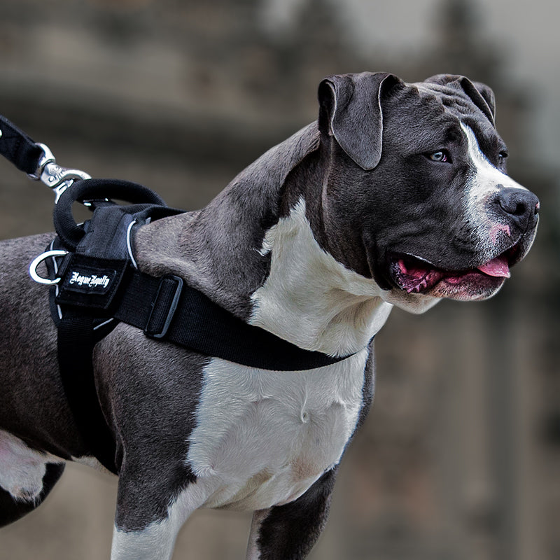 Here's Our Collection of Strong and Reliable Dog Harnesses