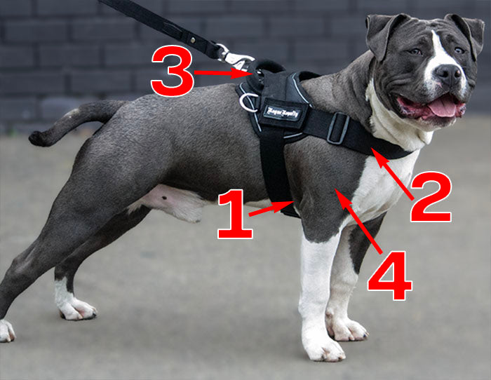 Quick Fit Dog Harness