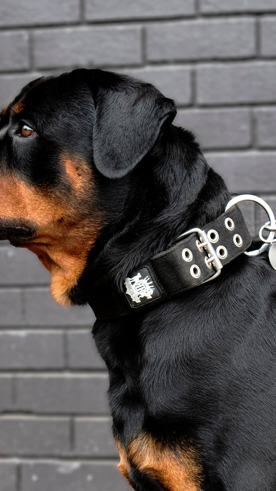 Leather Dog Collars, Harnesses & Accessories | Rogue Royalty
