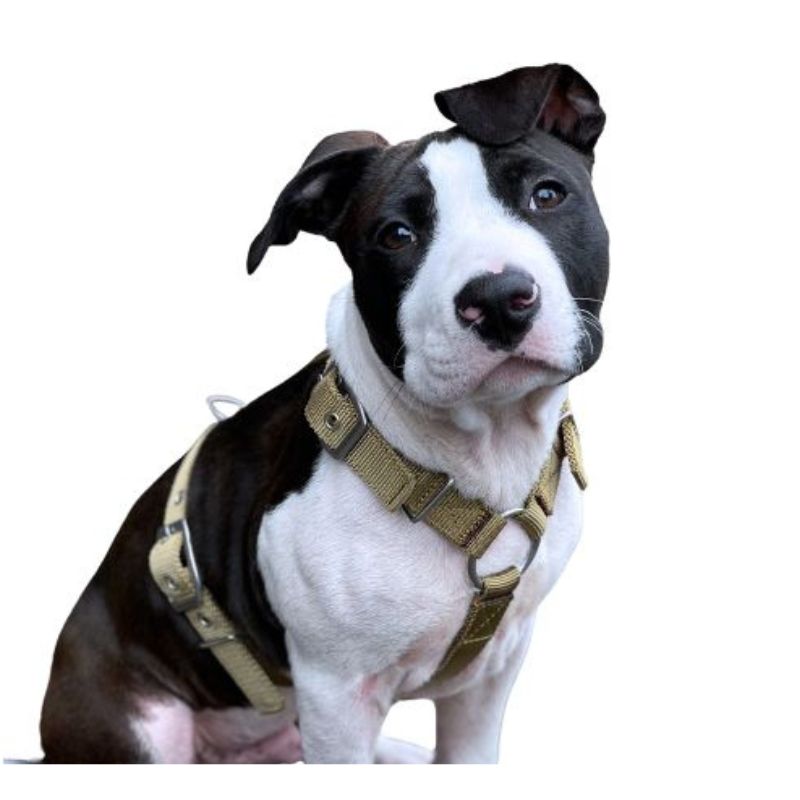 Dog Harness - SupaTuff Slim Fit Desert Wolf – Rogue Royalty