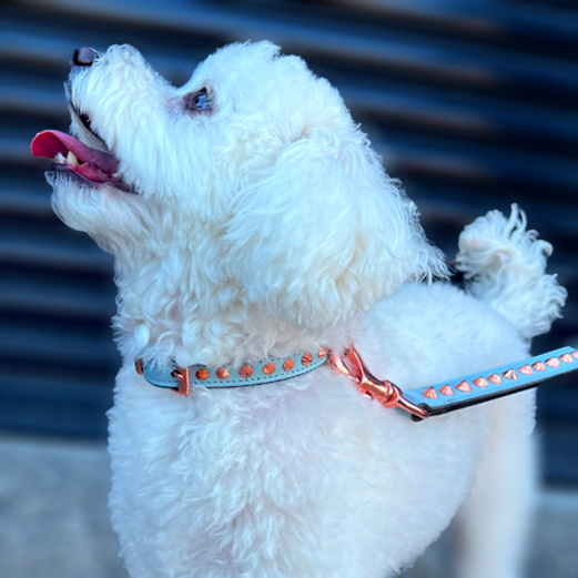 Rogue Royalty - Strong Dog Collars, Dog Harnesses, Dog Leads & Access