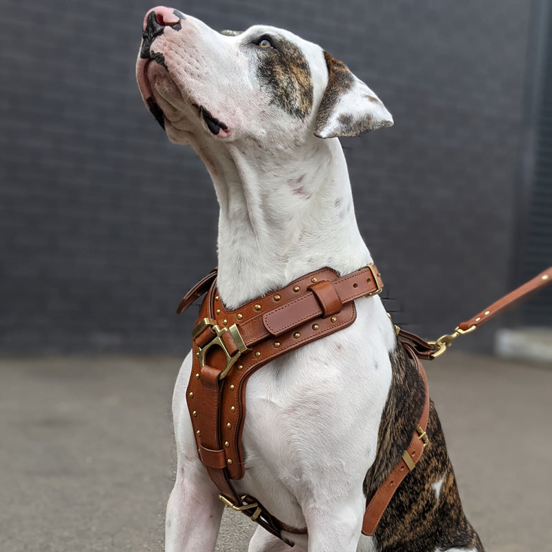 Here's Our Collection of Strong and Reliable Dog Harnesses